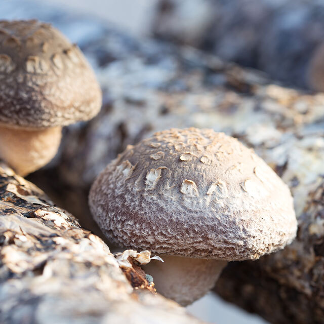 AHCC Kapseln | aus Shiitake-Pilz | for you